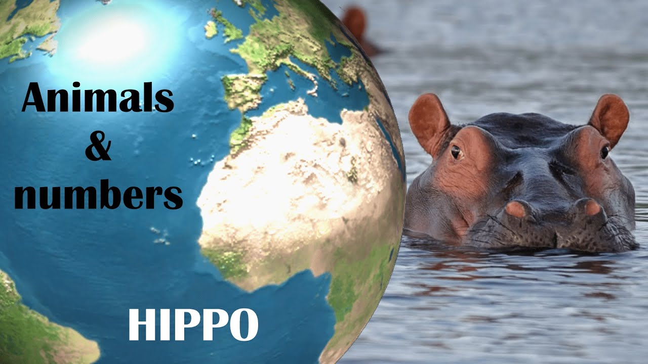 HIPPO - most interesting facts with numbers - YouTube