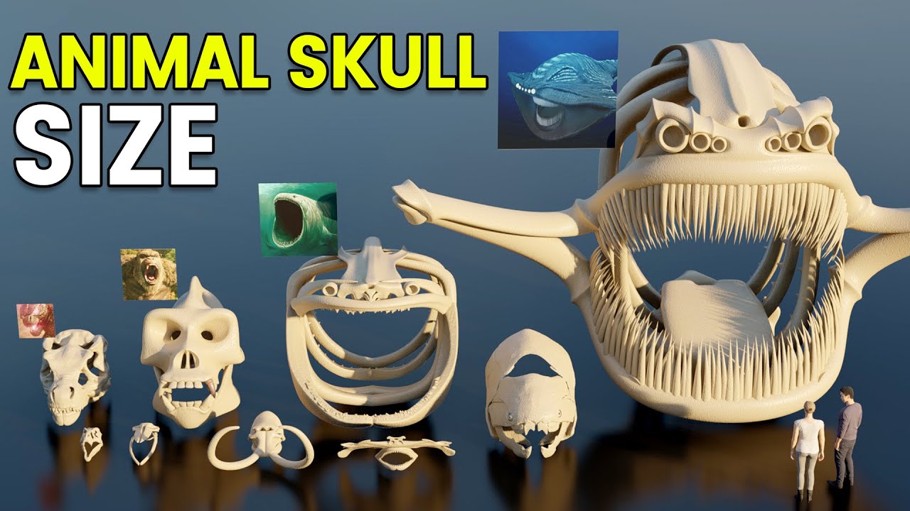 3D Skull Size Comparison | Biggest Skull | Bloop Vs El Gran Maja - YouTube