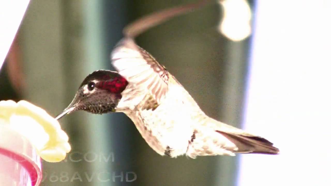 V03968 Male Anna's Hummingbird (backlit) Realtime 720p HD - YouTube