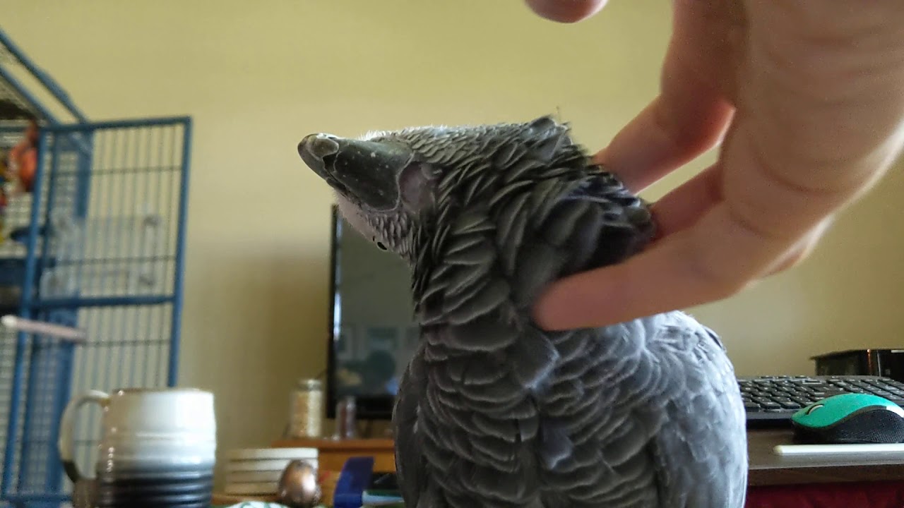 Scritches - YouTube