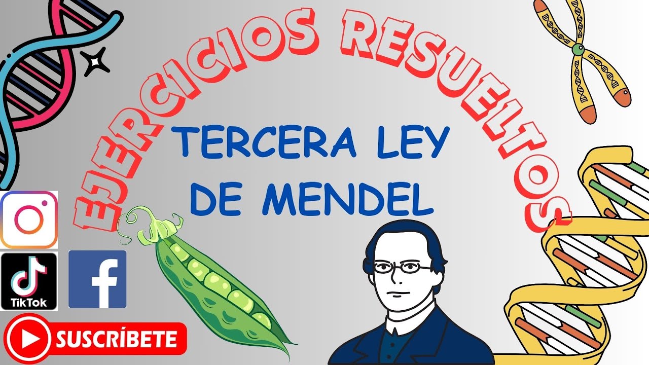 EJERCICIOS RESUELTOS TERCERA LEY DE MENDEL - YouTube