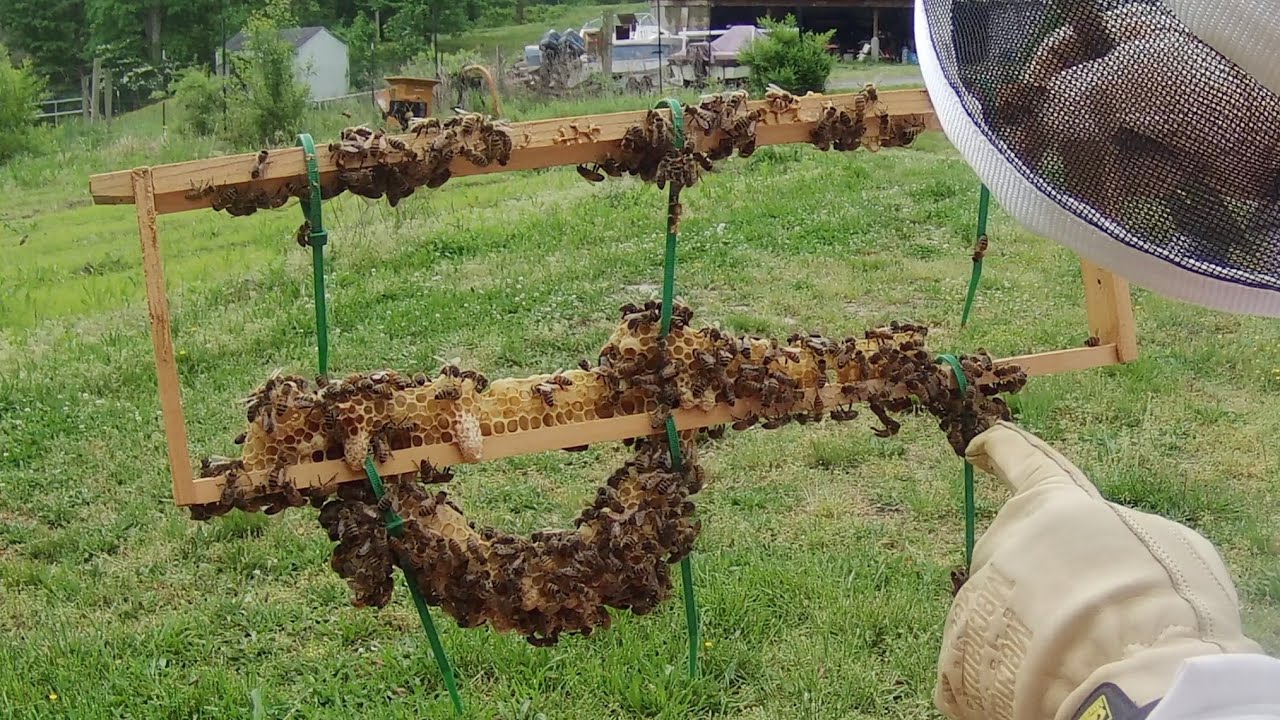 3 May - 2021 Fat Bee Man Queen Rearing Experiment - YouTube