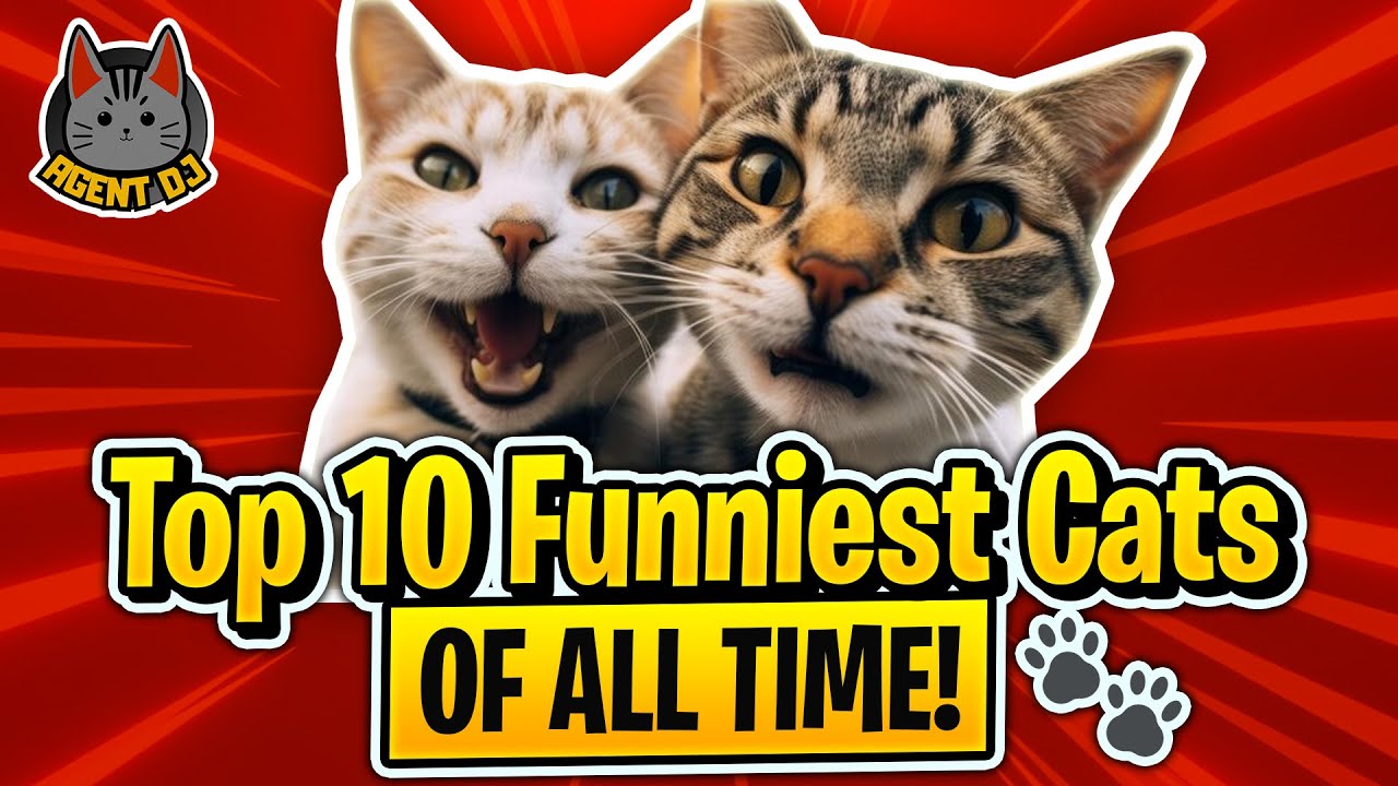 Top 10 Funniest Cats of All Time! 🐾 - YouTube