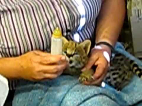 Serval Kittens being bottle fed at Taylor's Exotics