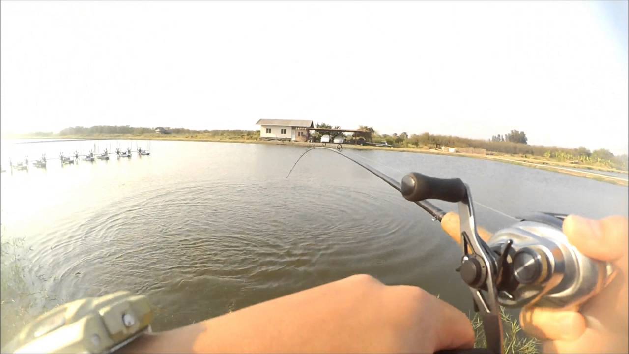 BANGKOK PILOT POND BARRAMUNDI FISHING part 1 - YouTube