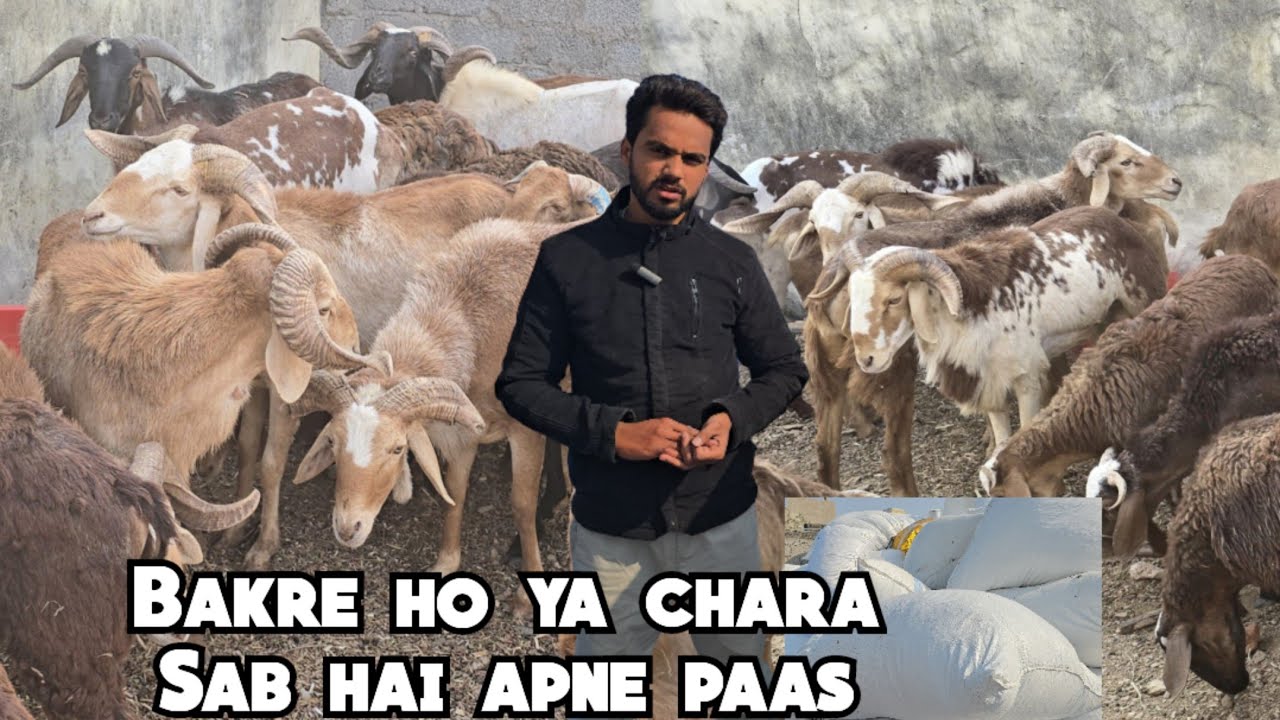 Telangana & Sindhnur Sheep Machine Tuwar Bhunsa Available in Hyderabad ...