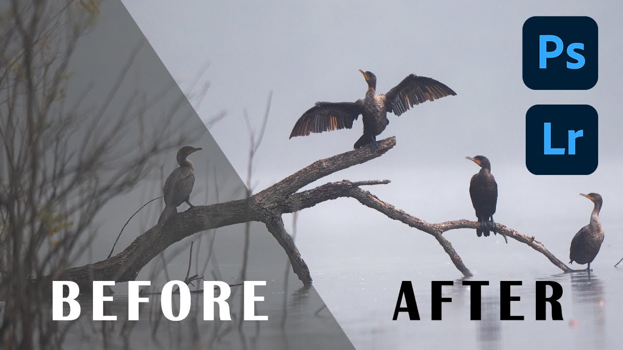 Elevate Your Bird Photos With this quick Editing Workflow - YouTube