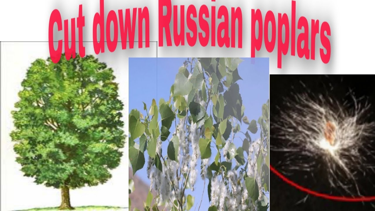 Cut down poplars in Kashmir to check Covid-19 spread? 😱(Russian poplar tree) - YouTube