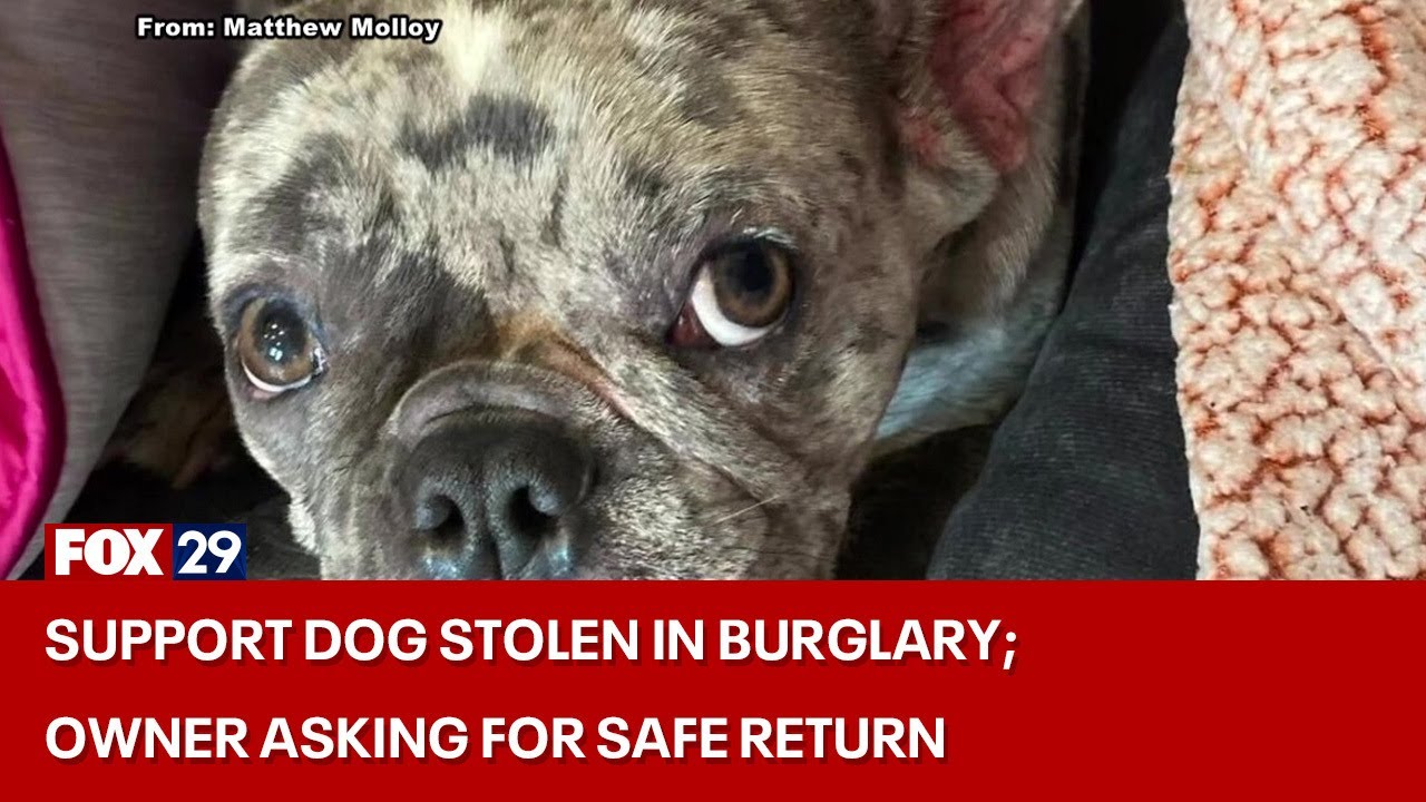 Emotional support dog stolen, $5K reward offered for safe return - YouTube