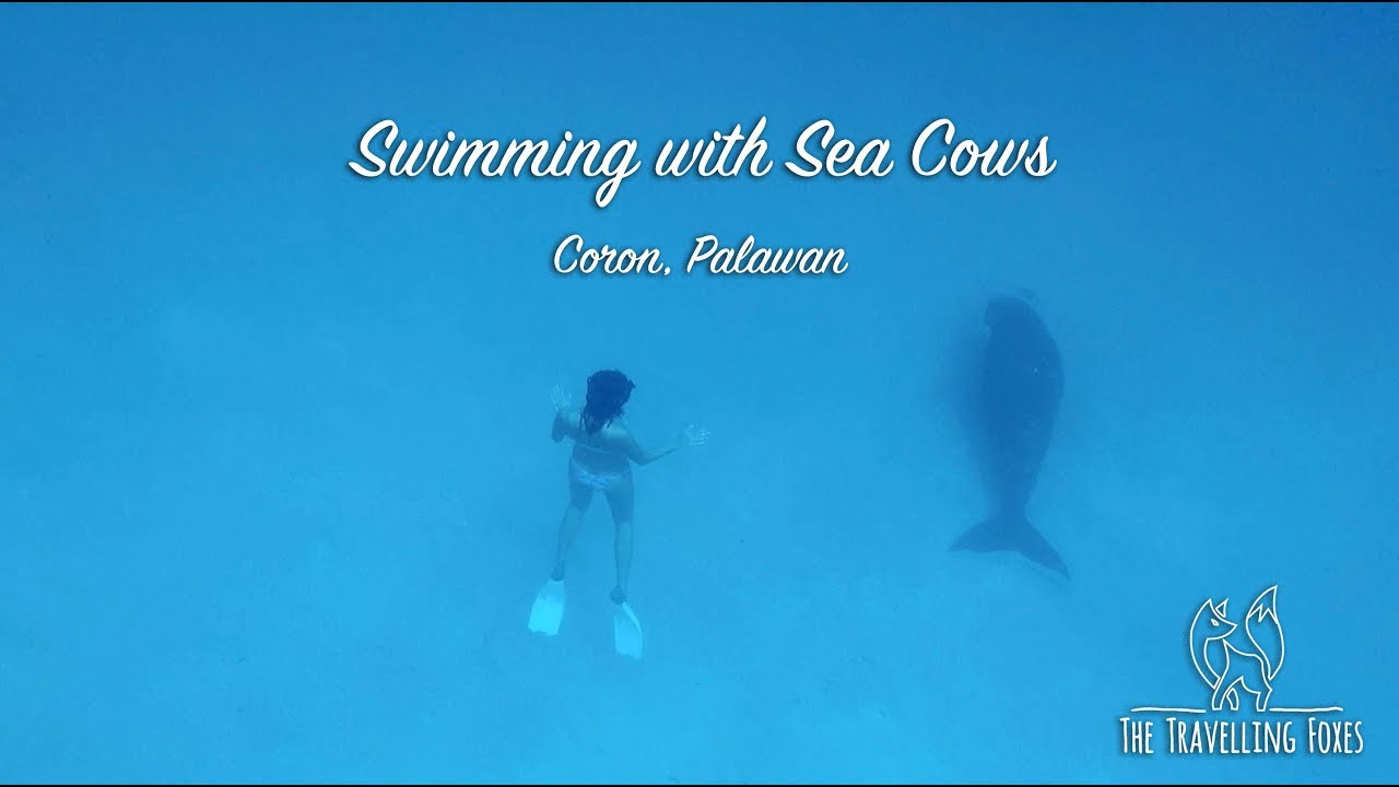 Sister Trip to Swim with Sea Cows (a.k.a. Dugongs in Coron, Palawan ...