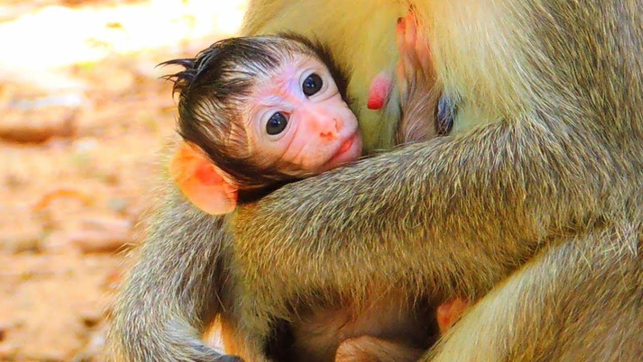 A newborn baby monkey just arrived this morning with mommy’s warm ...