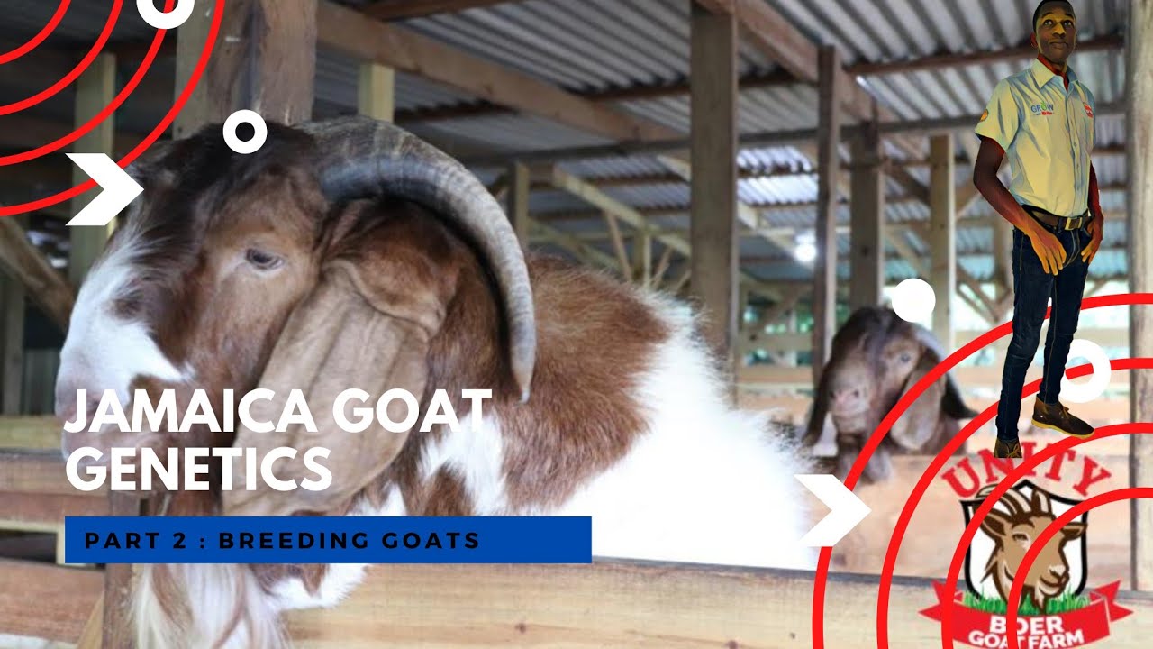 Boer Goat Breeding @OwenBigBear44 In Jamaica #SelectiveBreeding - YouTube
