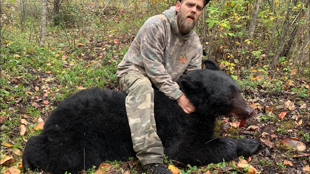 Huge black bear field dressing WC knife Northern Woodsman - YouTube