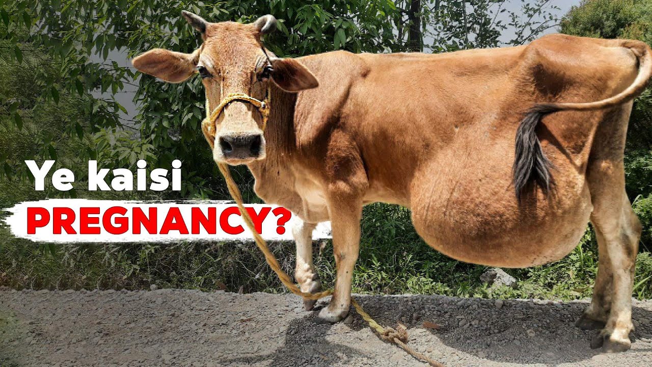 Cow came with this abnormal growth on stomach #51 - YouTube