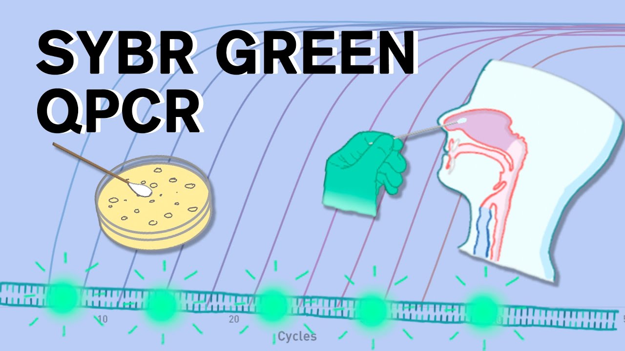 SYBR Green qPCR - YouTube