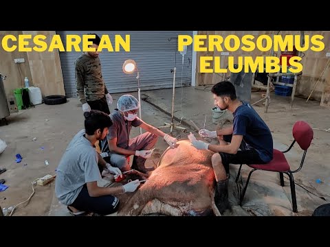 C-section | Ceaserean section in cattle | Perosomus elumbis foetal ...