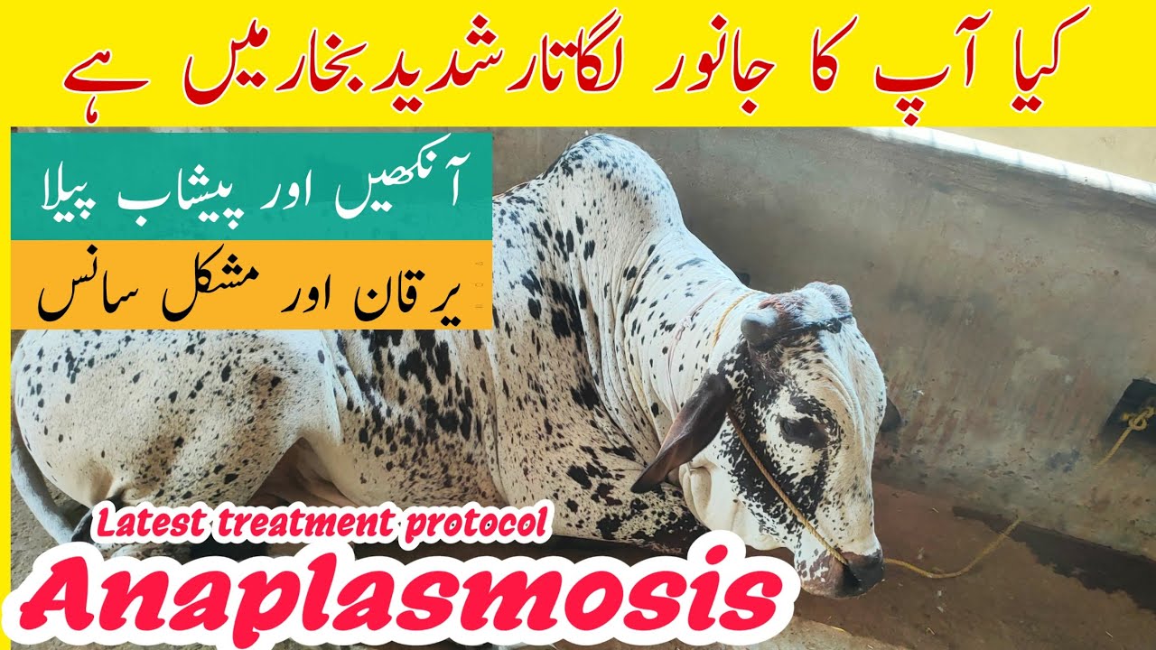 Anaplasmosis Treatment In Cow Buffalo Sheep And Goats | Latest ...