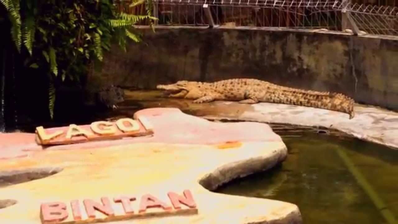Big Crocodiles in Private Zoo of Bintan in Indonesia - YouTube