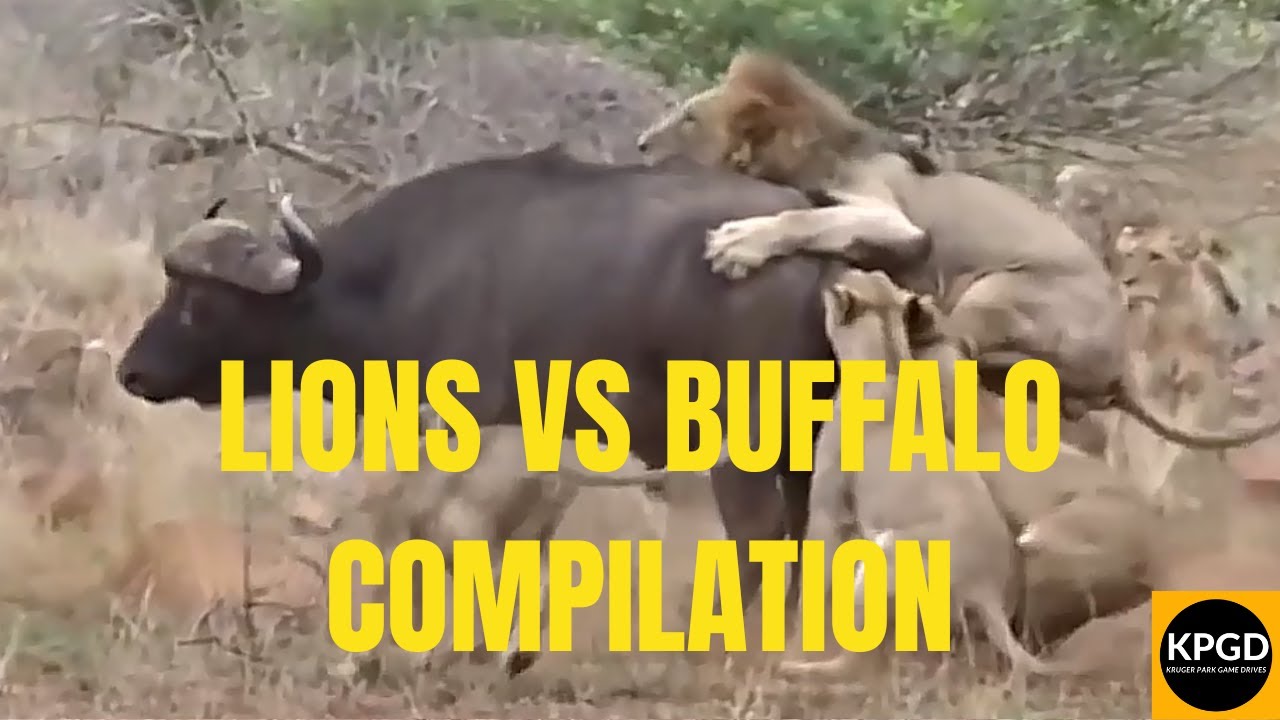 Lions VS Buffalo Compilation - Kruger Park Game Drives - YouTube