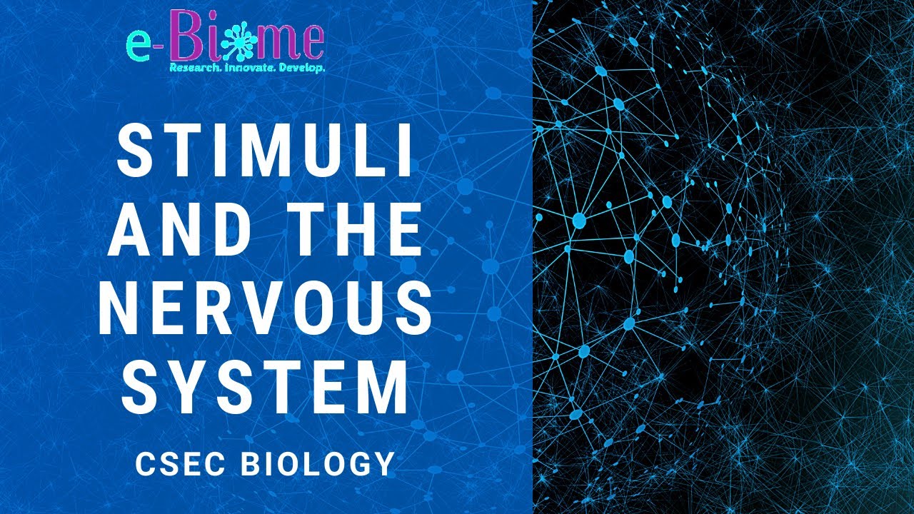 STIMULI AND THE NERVOUS SYSTEM - YouTube