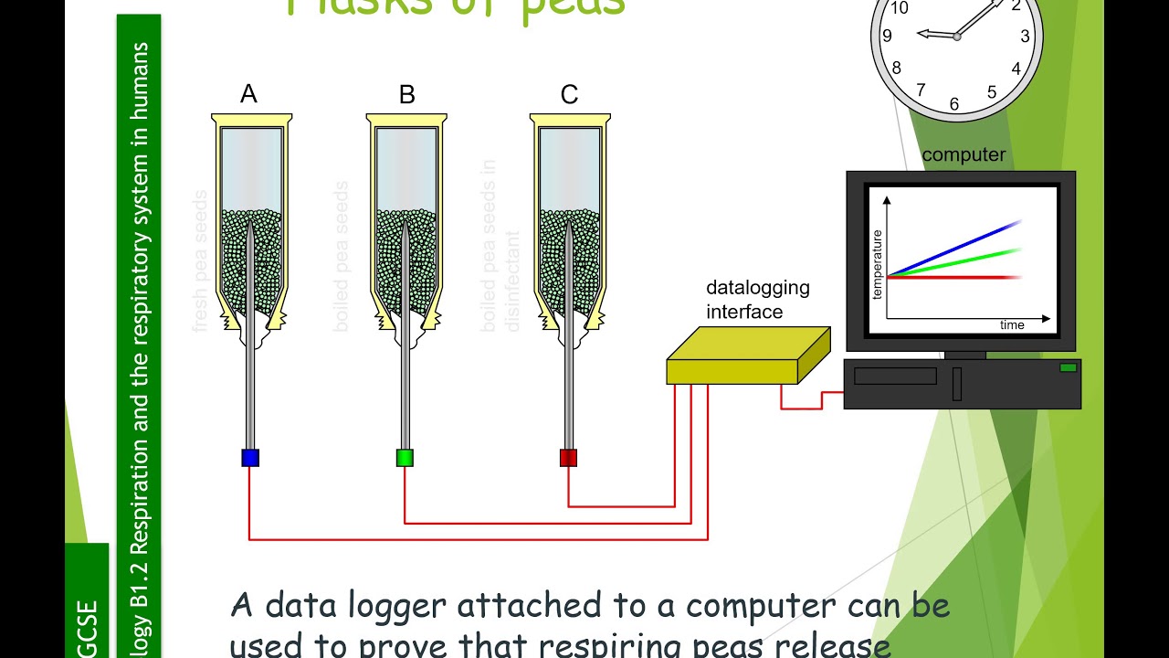 GCSE Science Biology Year 10 B1.2 revision video - YouTube