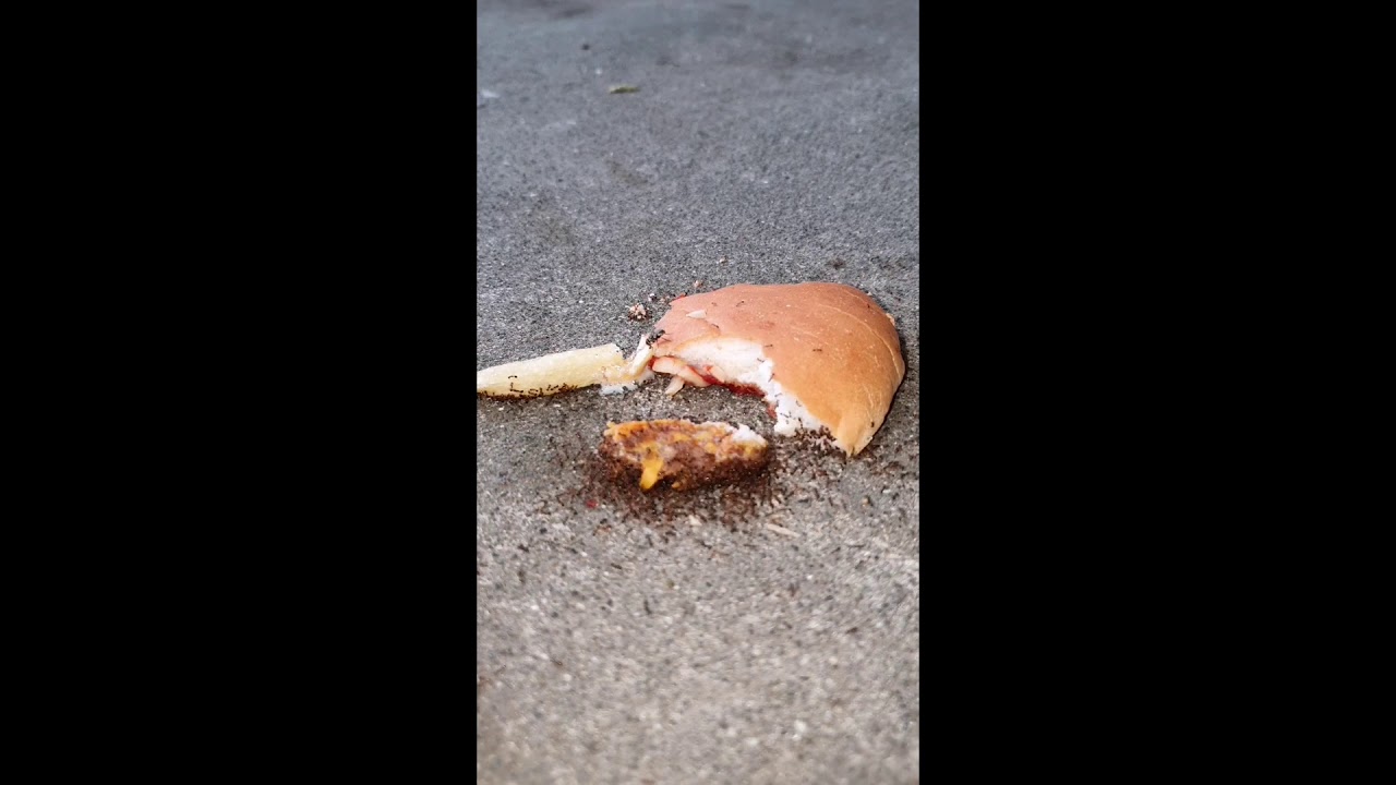 Time-lapse ANTS VS BURGER 🐜VS🍔 - YouTube