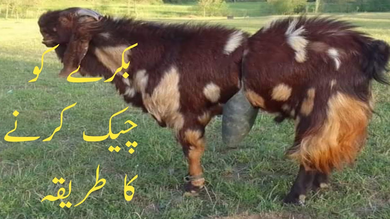 pothwari beetal Male | Eid special Tips | goat farming in Pakistan ...