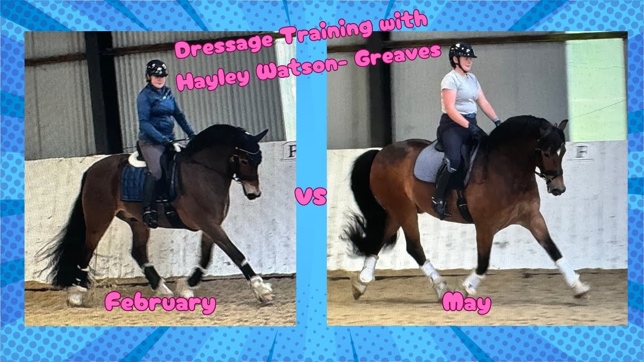 Welsh Cob Dressage Training Hayley Watson-Greaves - YouTube