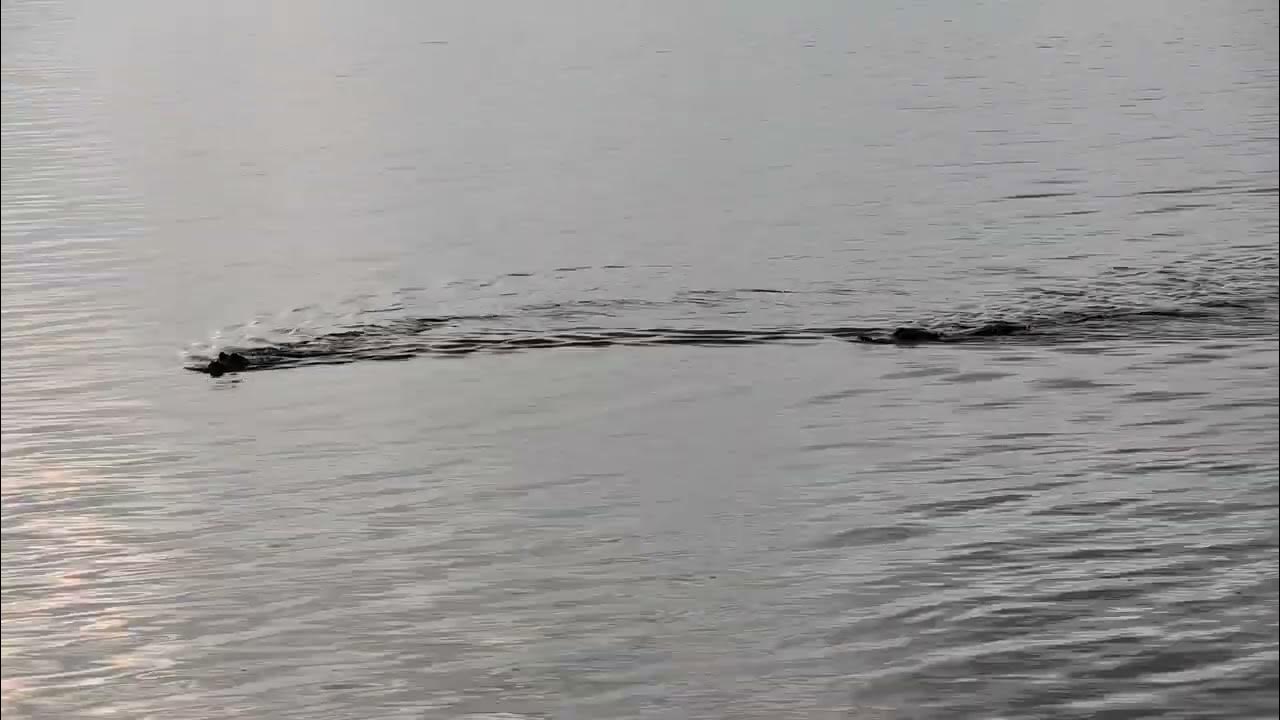 Alligator chase - YouTube