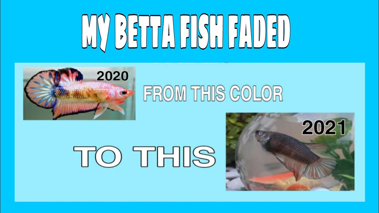 BETTA FISH FADED COLOR - YouTube