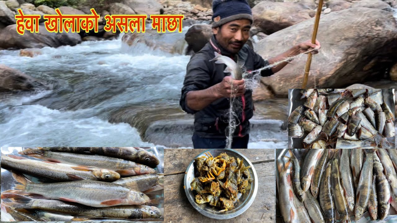 Fishing Himalayan Trout ॥असला माछा ॥ Hewakhola sankhuwasabha Nepal ...