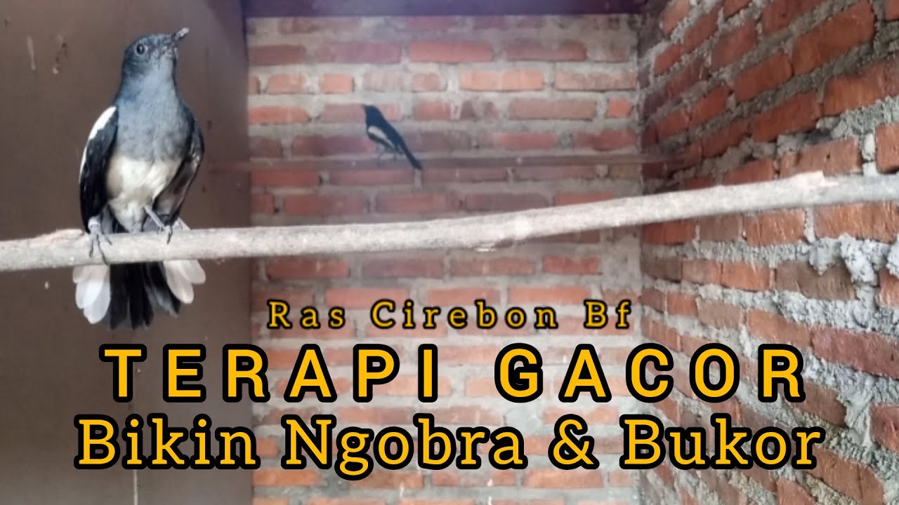 Burung Kacer Gacor Ngobra dan Bukor/Terapi Dongkrak Birahi dan Emosi # ...