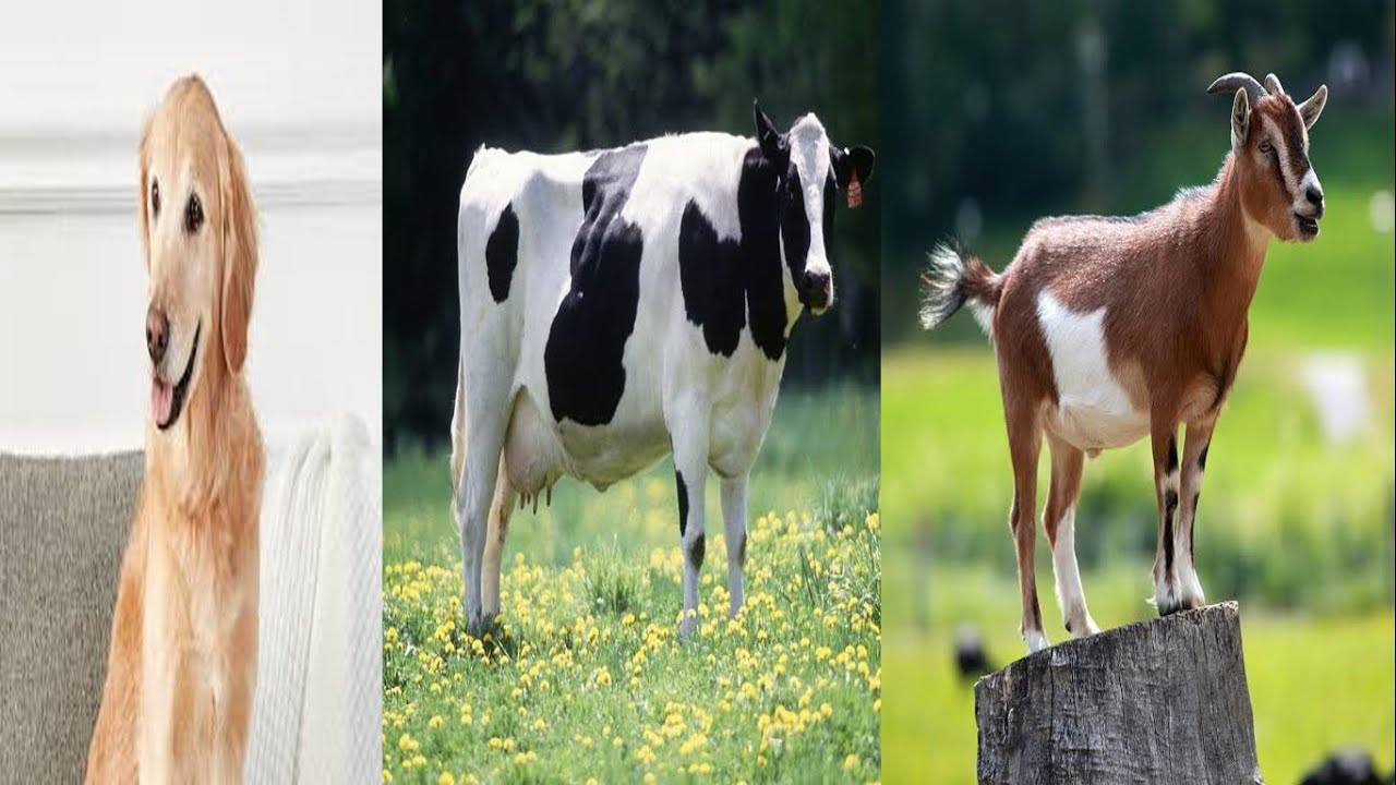 SCIENCE 2 Body Parts Of Animals To Get Food YouTube SCIENCE 2 Body Parts Of Animals To Get Food YouTube