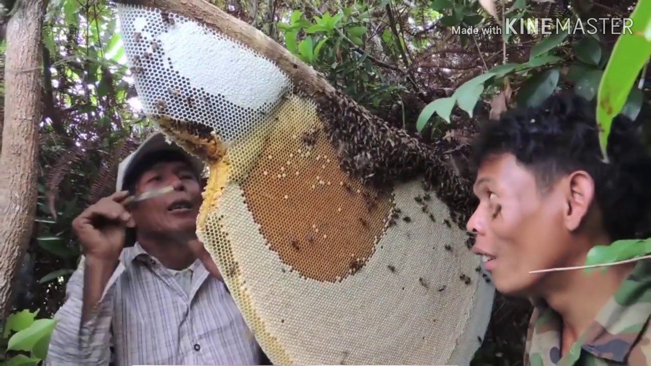 How To Get Honey in The Forest ||Honeybees - YouTube