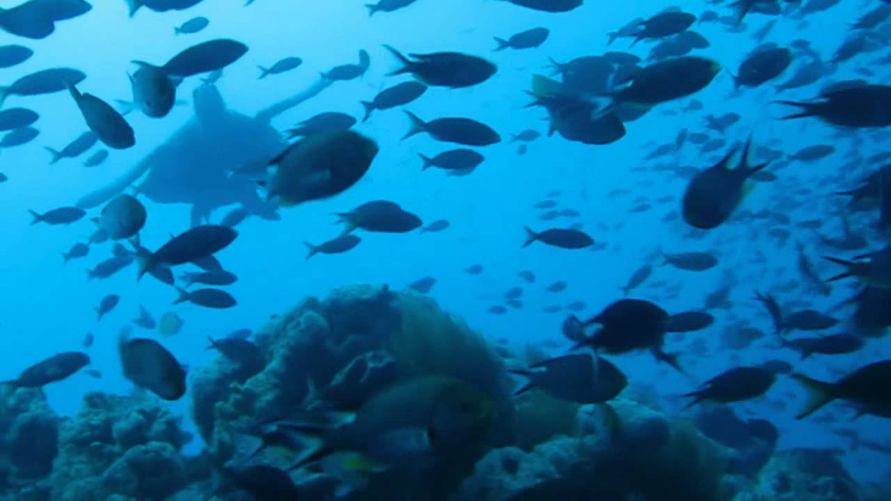 Magical Moments - Scuba Diving the Galapagos - Gordon Rocks - YouTube