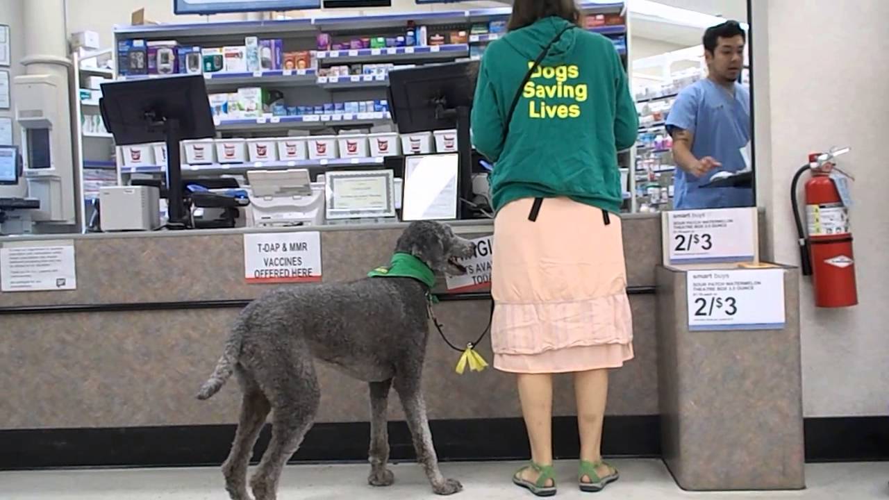 Service dog in Walgreens, hat and lots of waiting - YouTube