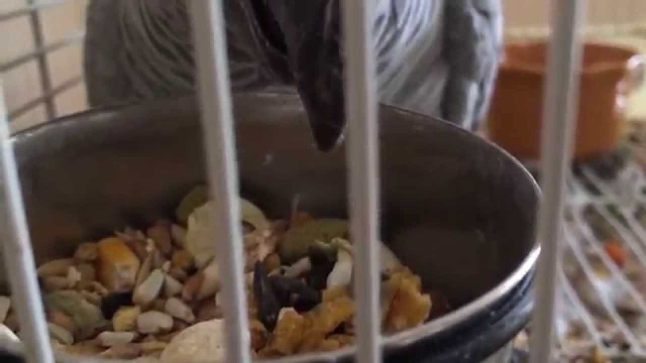 African Grey Parrot Eating Yummy food. - YouTube