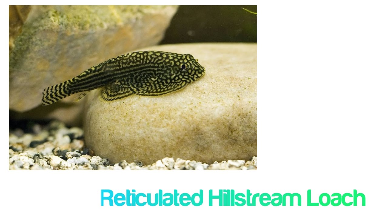 Hillstream Loach Care - YouTube