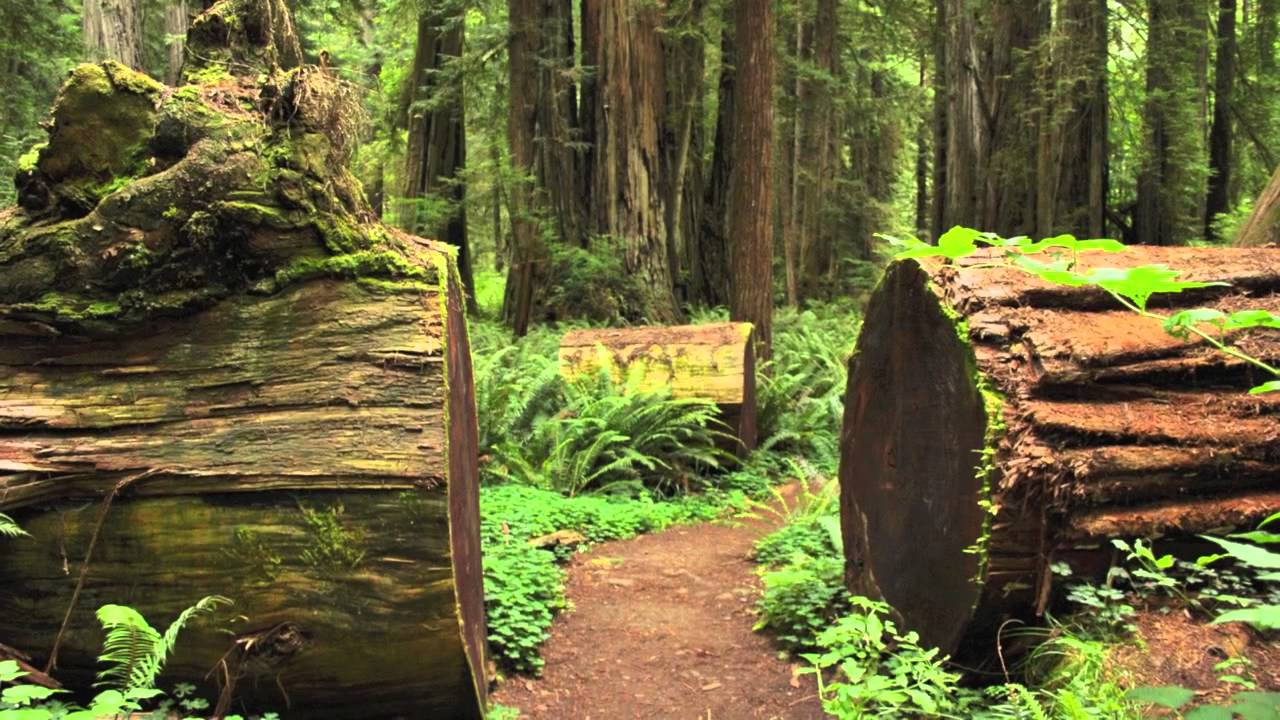 Parthen sirithen sahana ragam - YouTube