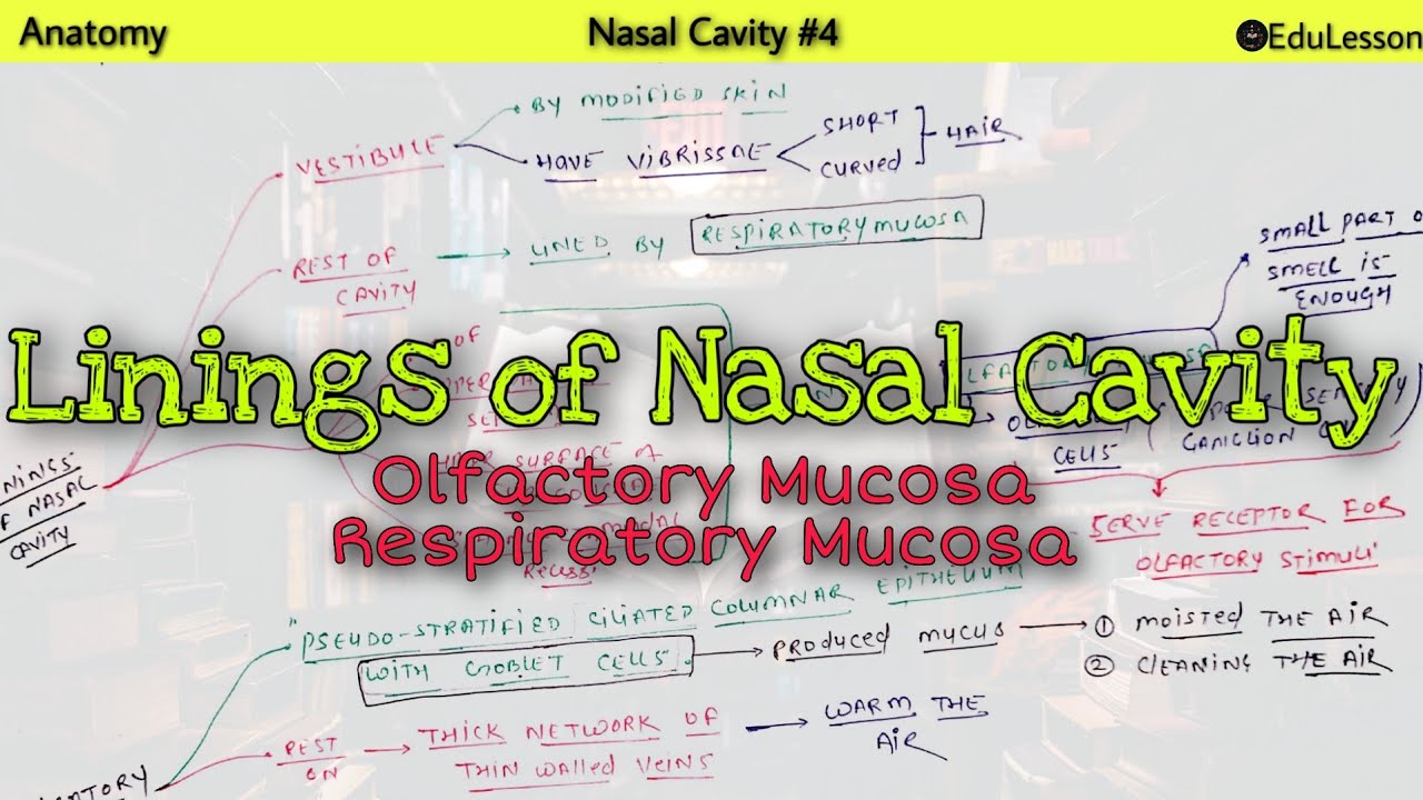 Anatomy of Nasal Cavity - 4/5 || Linings of Nose - Respiratory Mucosa ...