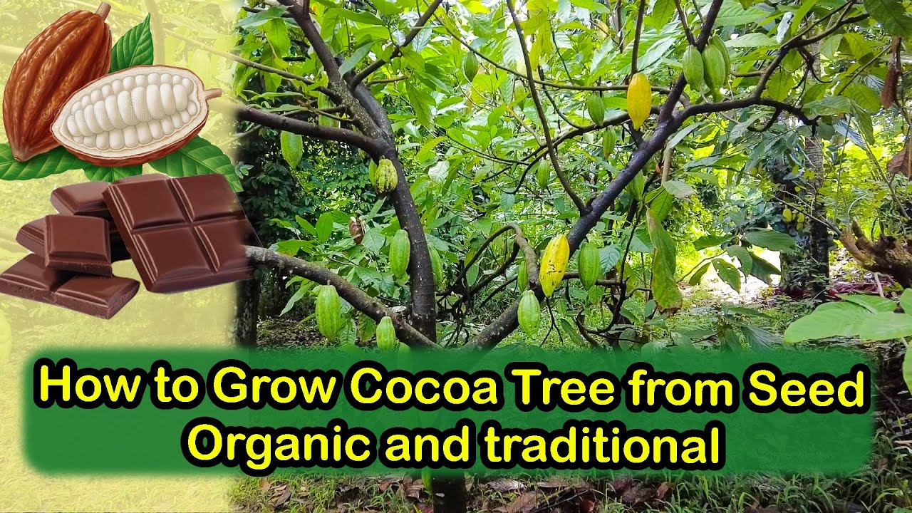 How to grow cocoa tree from seed (organic and traditional) - YouTube