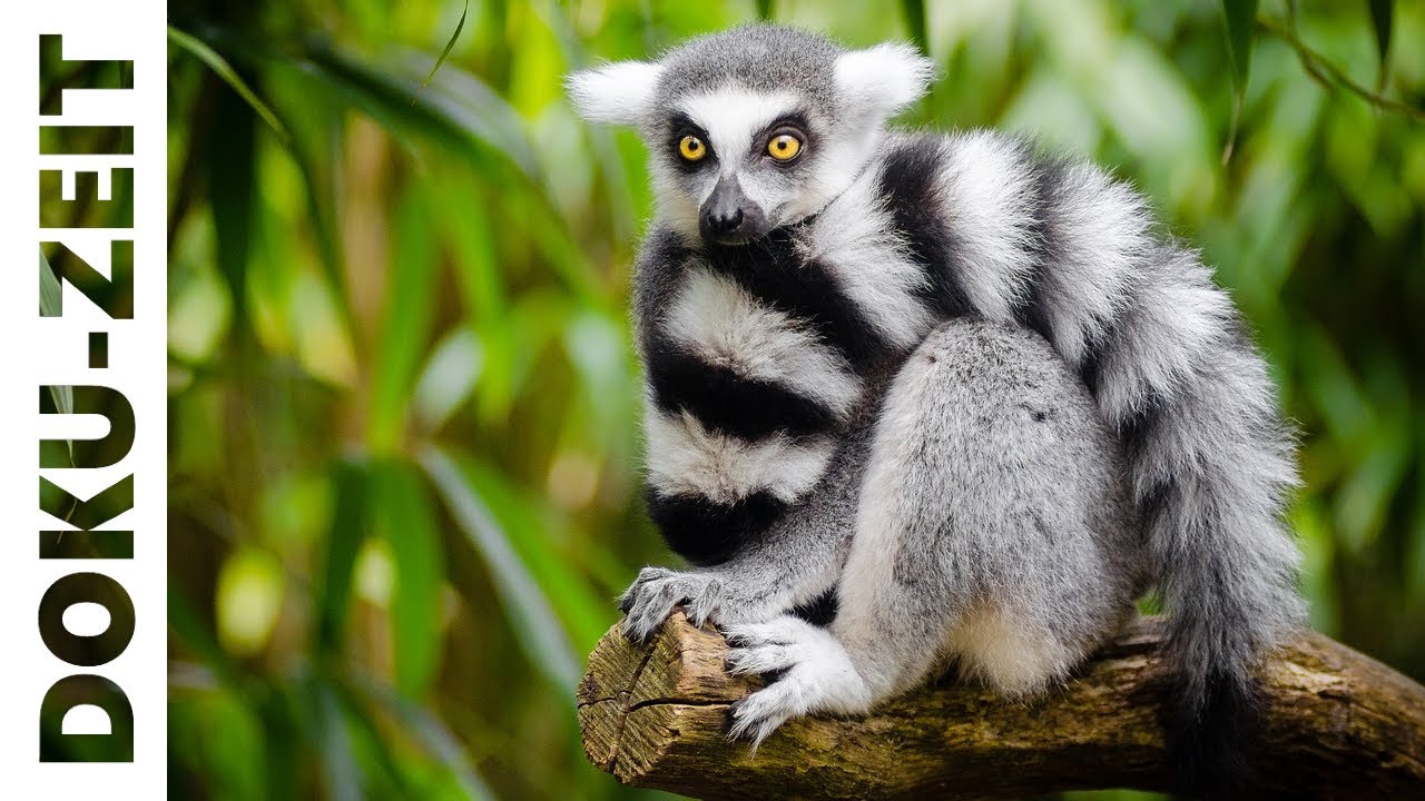 Madagaskar - In den Wäldern der Lemuren [TIER DOKU HD] - YouTube