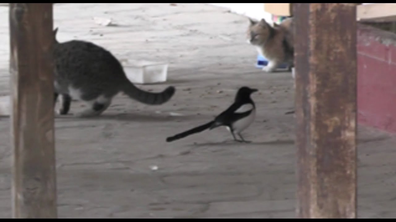Κοίτα μαγκιά η καρακάξα / The magpie who eats with cats - YouTube