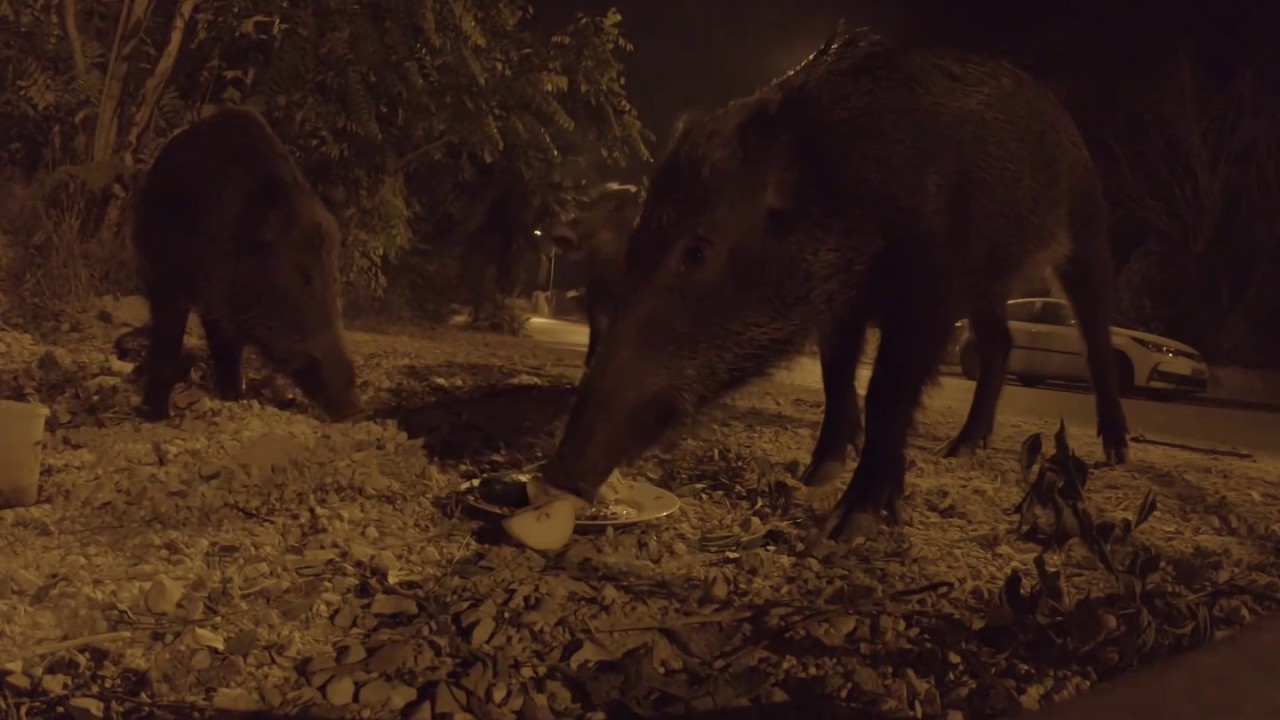 wild boar in haifa - YouTube
