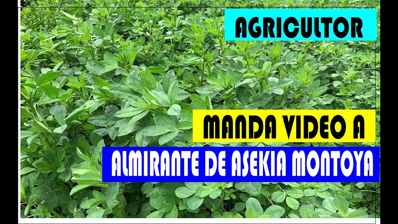 RECETA . DE ALFALFA. COMIDA DE TERCERA. SEGUN EL ASNO MONTOYA - YouTube