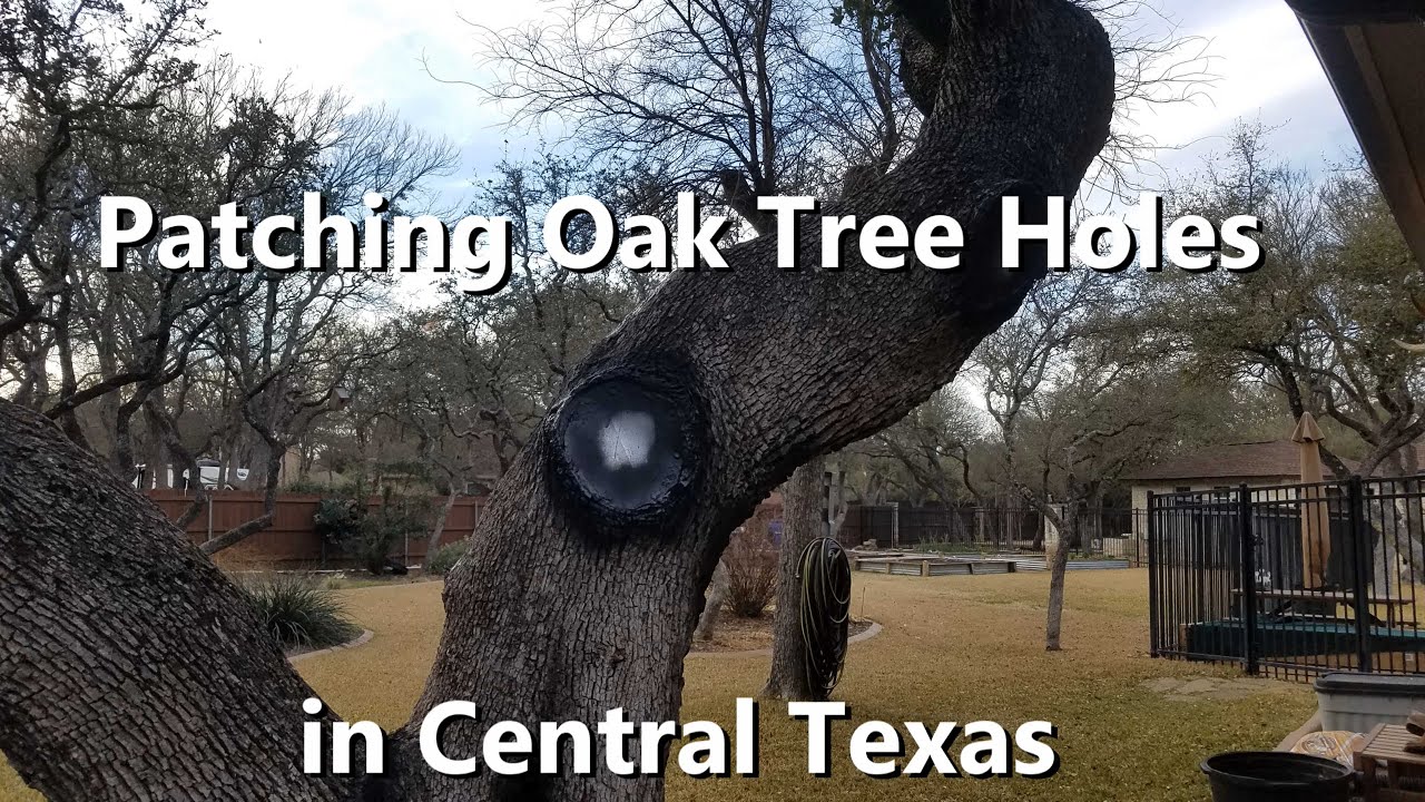 How to patch Oak Tree Holes - YouTube