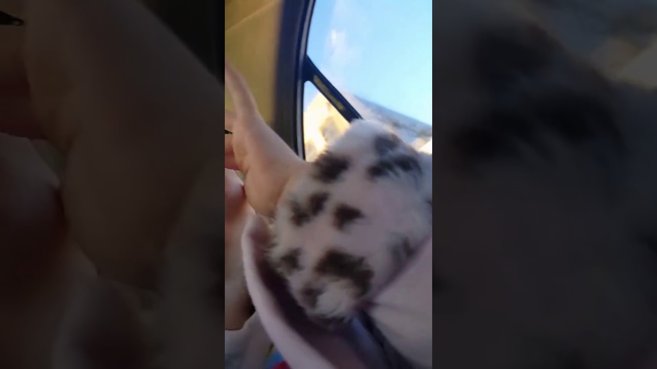 shoo off, kid - YouTube