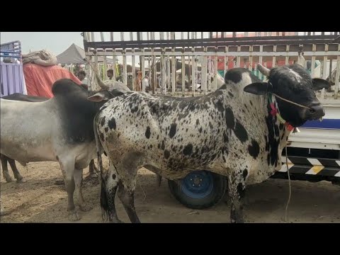 Natural animals very very beautifull black spotted bull pair standing ...