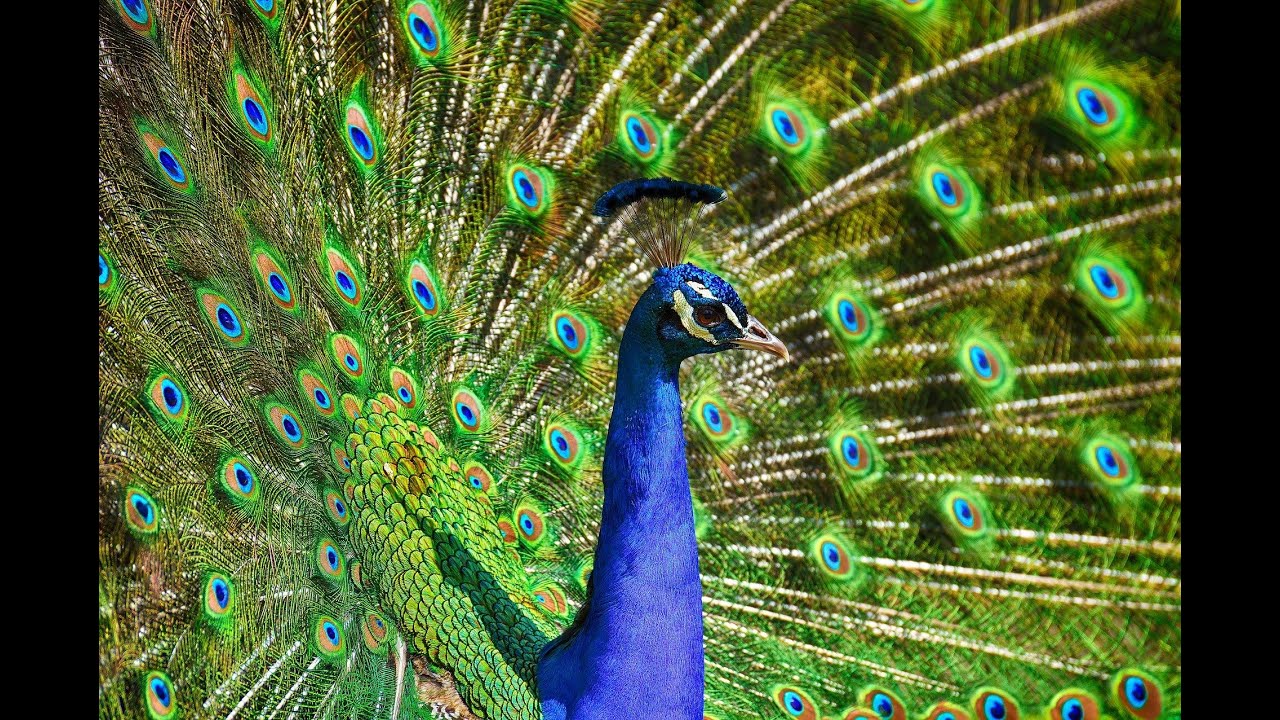 Beautiful peacock. Павлин. Индийский павлин. - YouTube