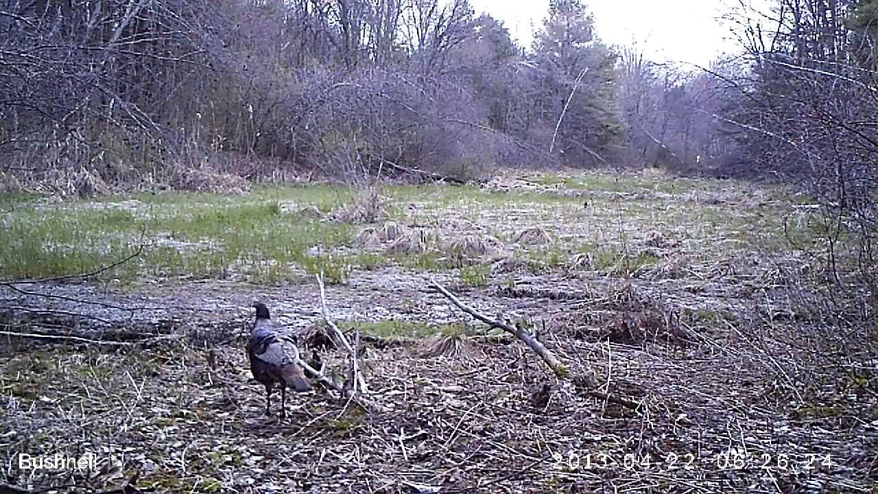 EK4000014 turkey (loc 2) - YouTube